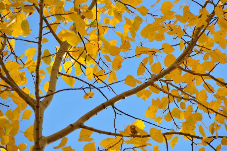 Each Birth Month Has a Different Color and Meaning — See What Yours Is!