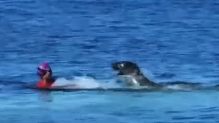 Woman Is Swimming Near The Beach When A Seal Attacks Her For Reasons We ...