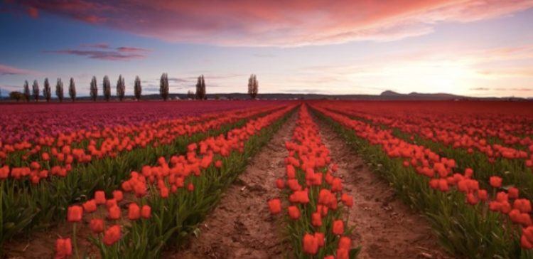 Here Are 13 of the Most Charming Farms in America