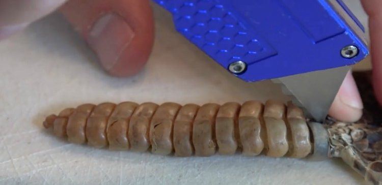 This is What’s Actually Inside a Rattlesnake Tail